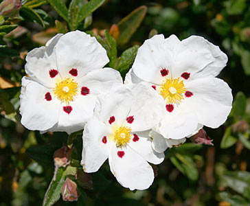 Cistus Ladaniferus Essential Oil aka Rock Rose